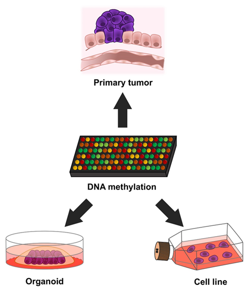 Cancer research breakthrough as DNA behaviour is uncovered in 3D models ...