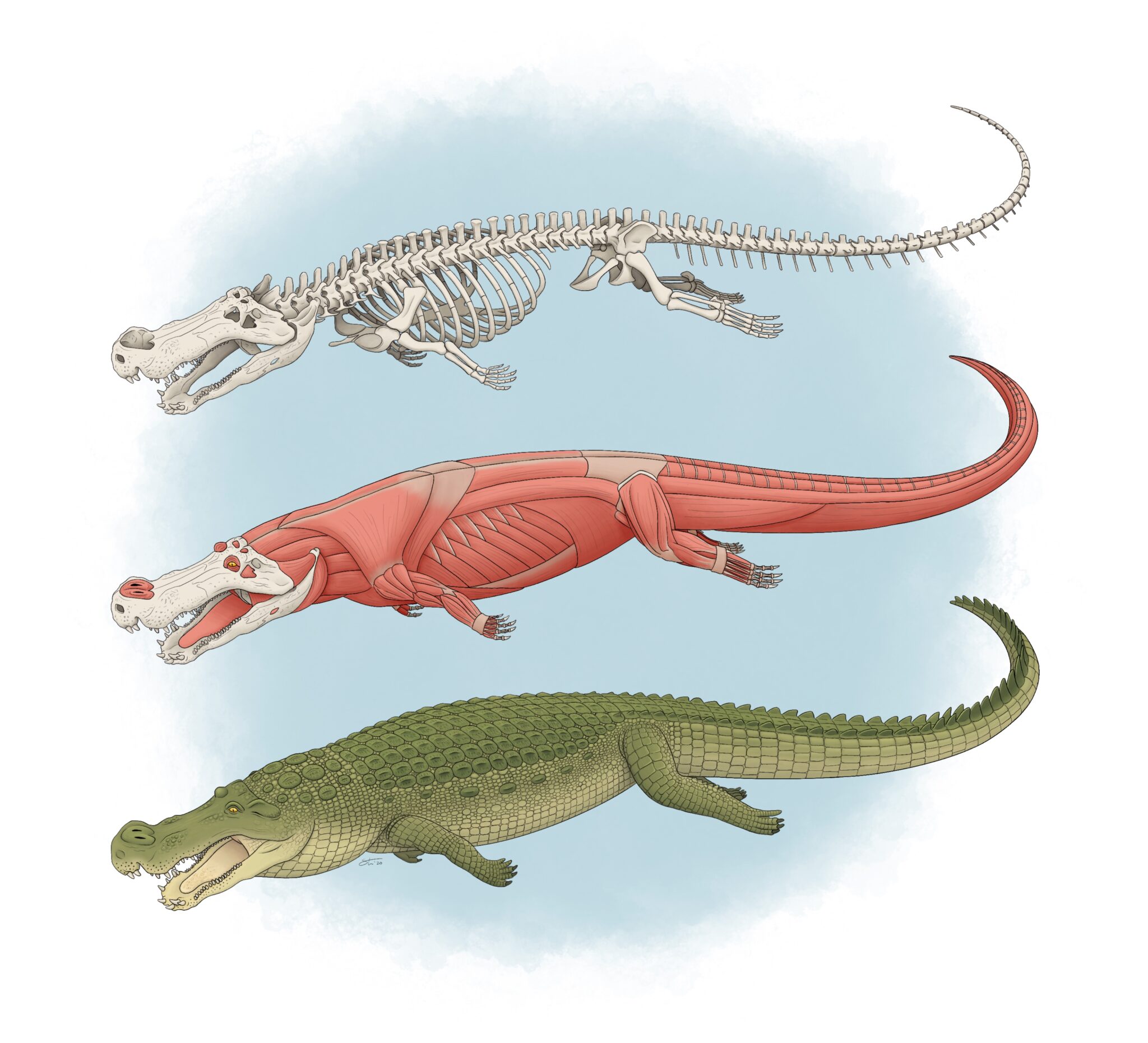 New study confirms the power of Deinosuchus and its ‘teeth the size of ...