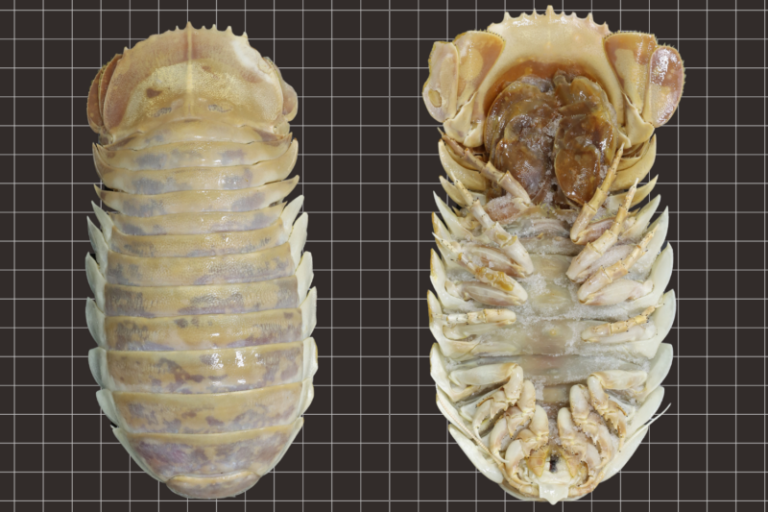 New giant deep-sea isopod discovered in the Gulf of Mexico - Taylor ...