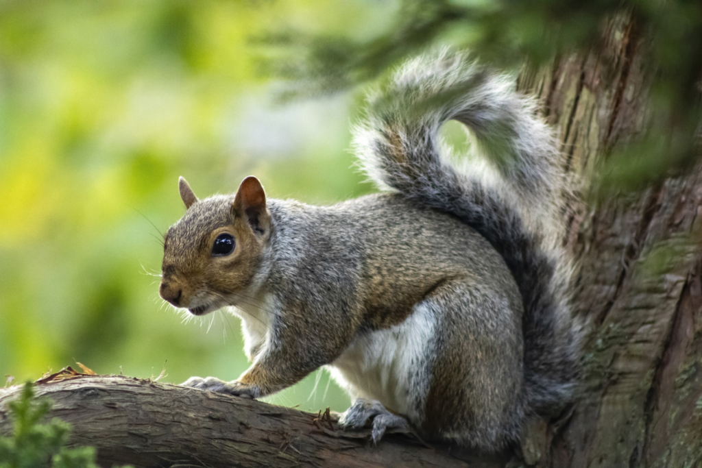 Culling Grey Squirrels Not Necessary for Overall Biodiversity, Expert ...